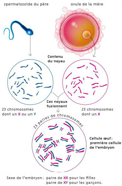 Chromosomes > Institut Des Biothérapies